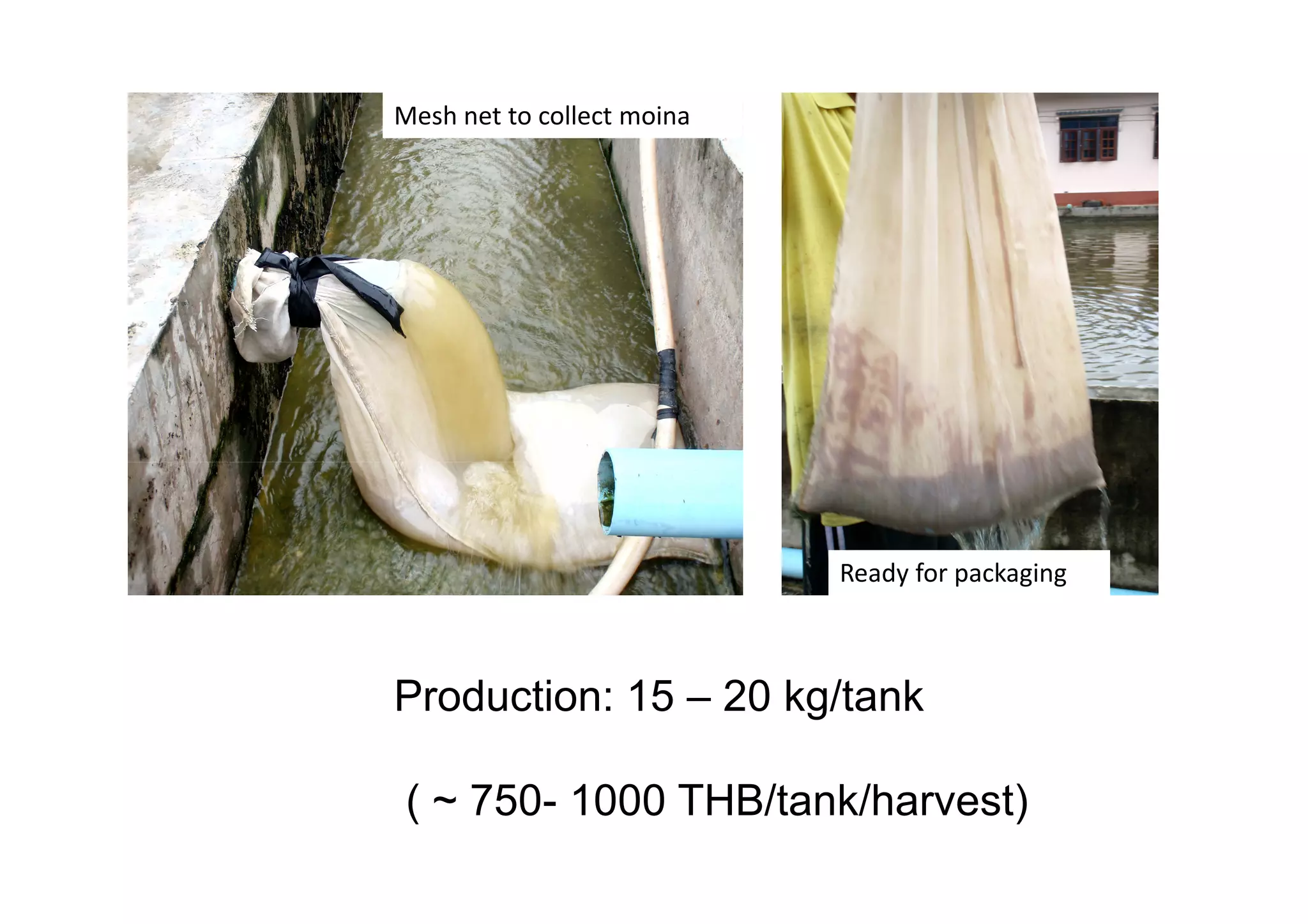 Moina Culture-pdf.pdf