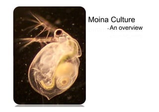 Moina Culture-pdf.pdf