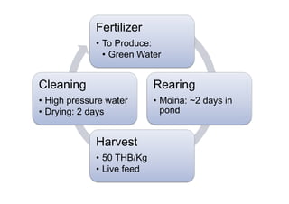 Moina Culture-pdf.pdf