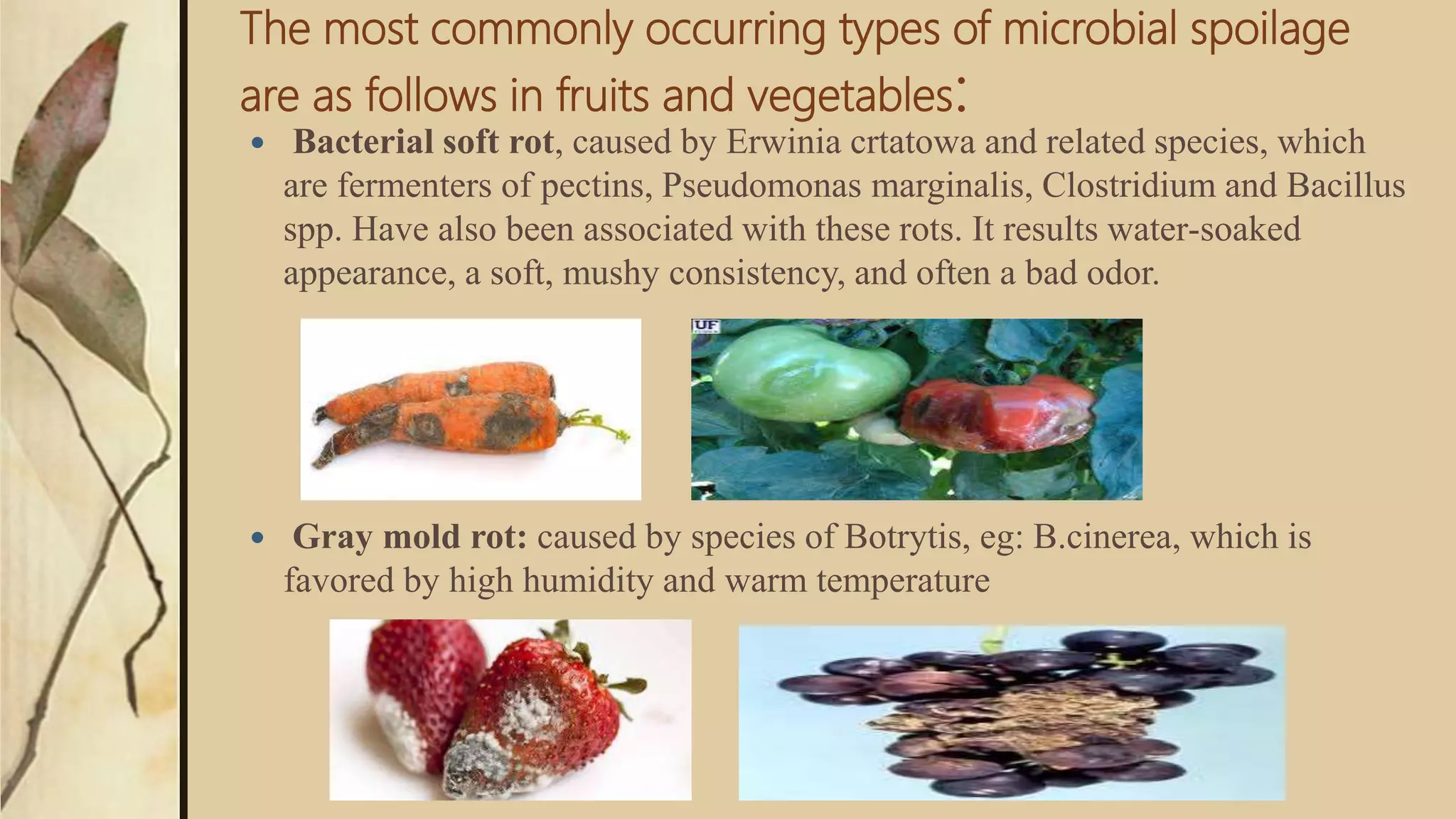 Micro organisms in fruits and veg | PPTX