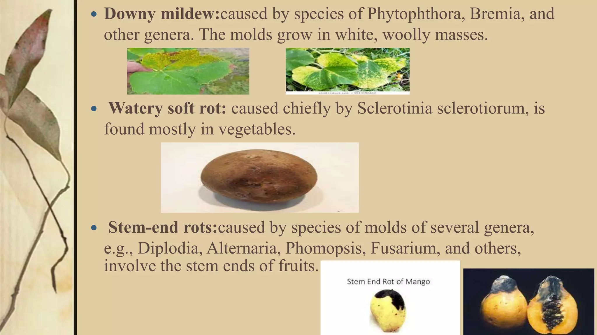 Micro organisms in fruits and veg | PPTX