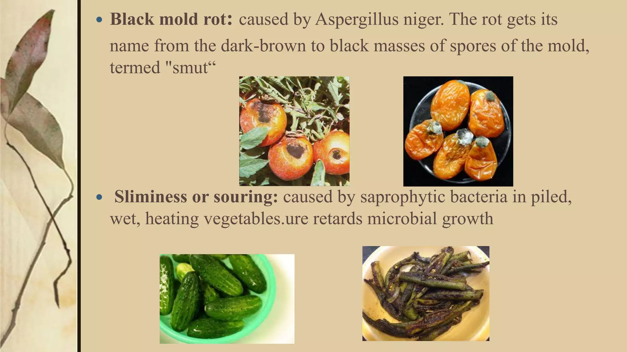 Micro organisms in fruits and veg | PPTX