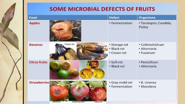 Micro organisms in fruits and veg | PPTX | Gardening | Home & Garden