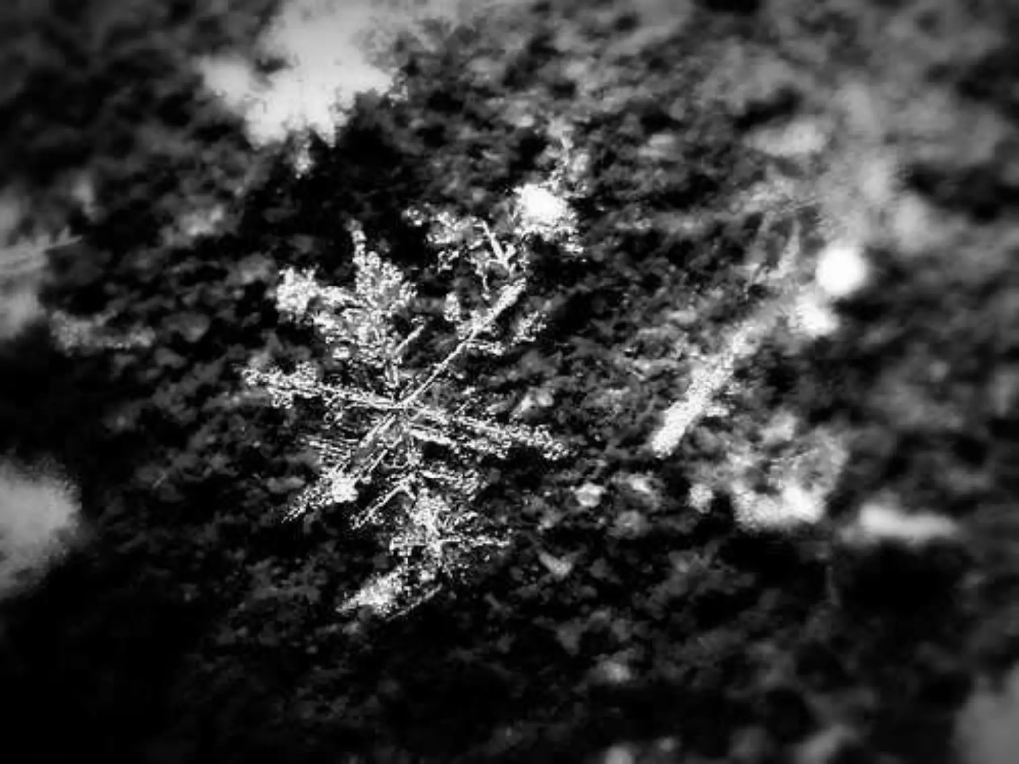 Ecology Abiotic Factors, Moisture, Animals and Plants, Isopod Lab ...