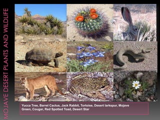 Mojave desert | PPTX