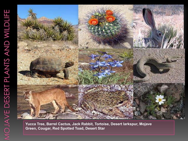 Mojave desert | PPTX | Geology | Science