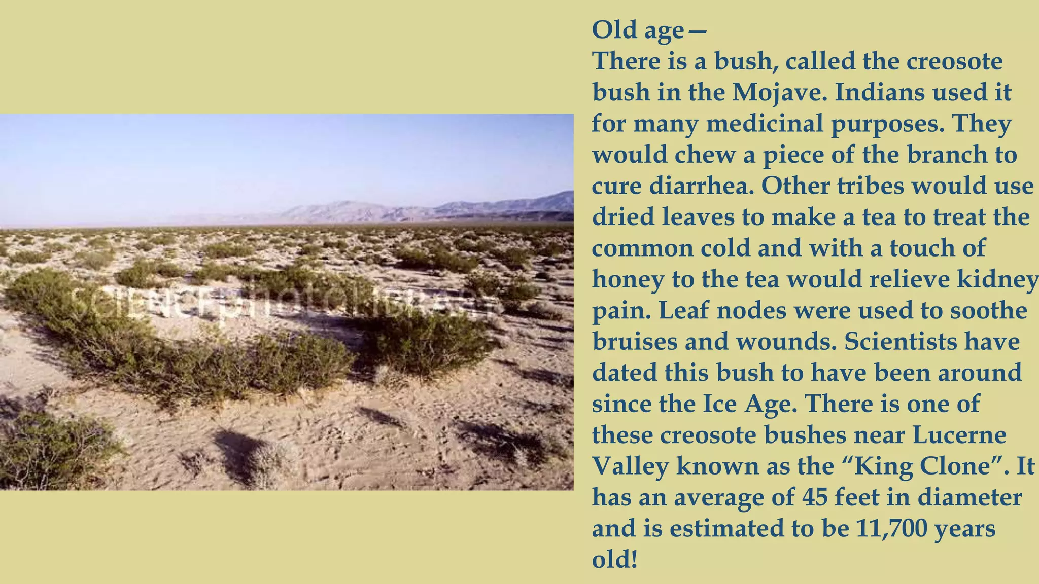 Mojave desert biome | PPTX