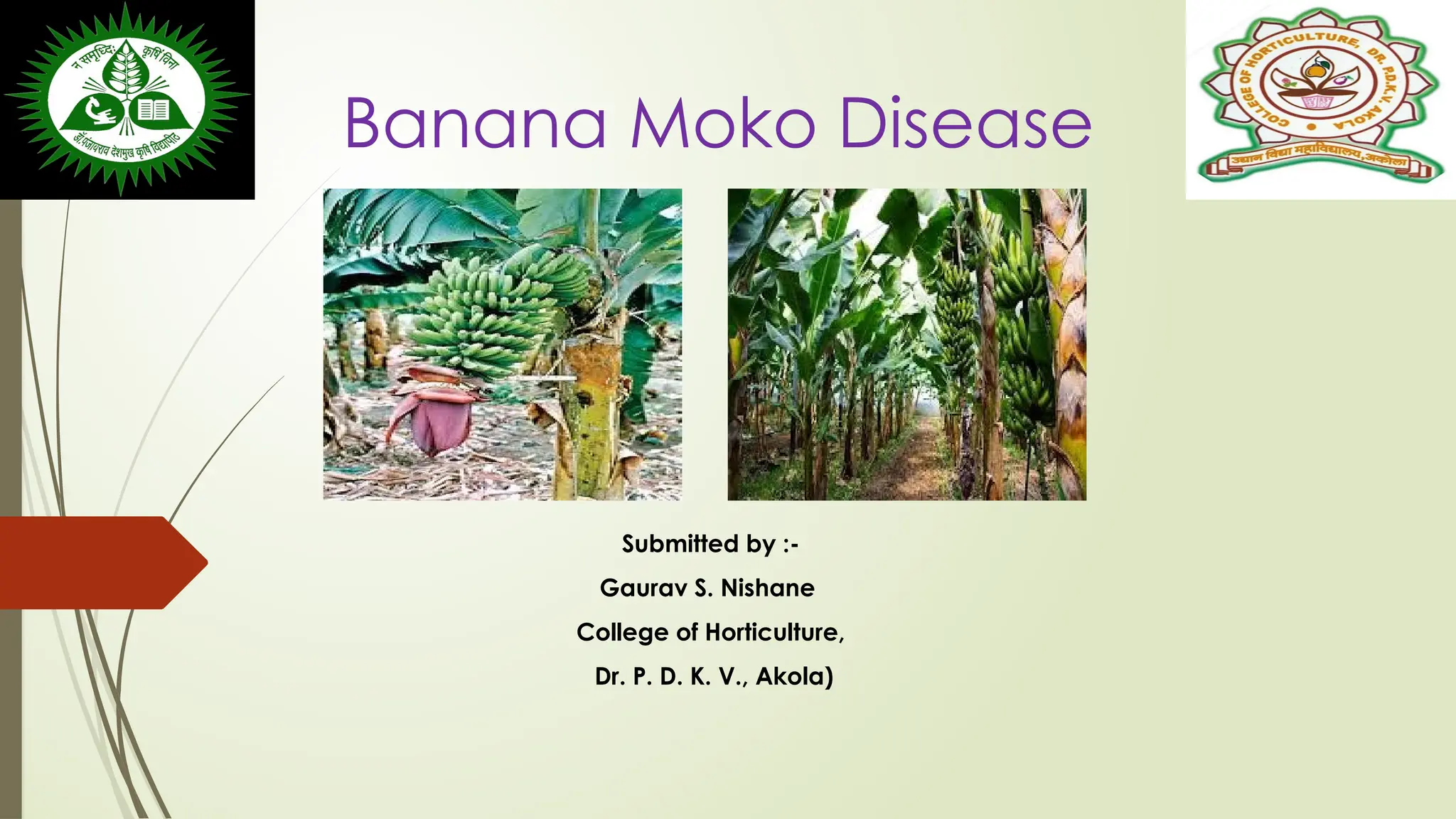 Severe disease of Banana {Moko Disease} observed in India. | PPTX