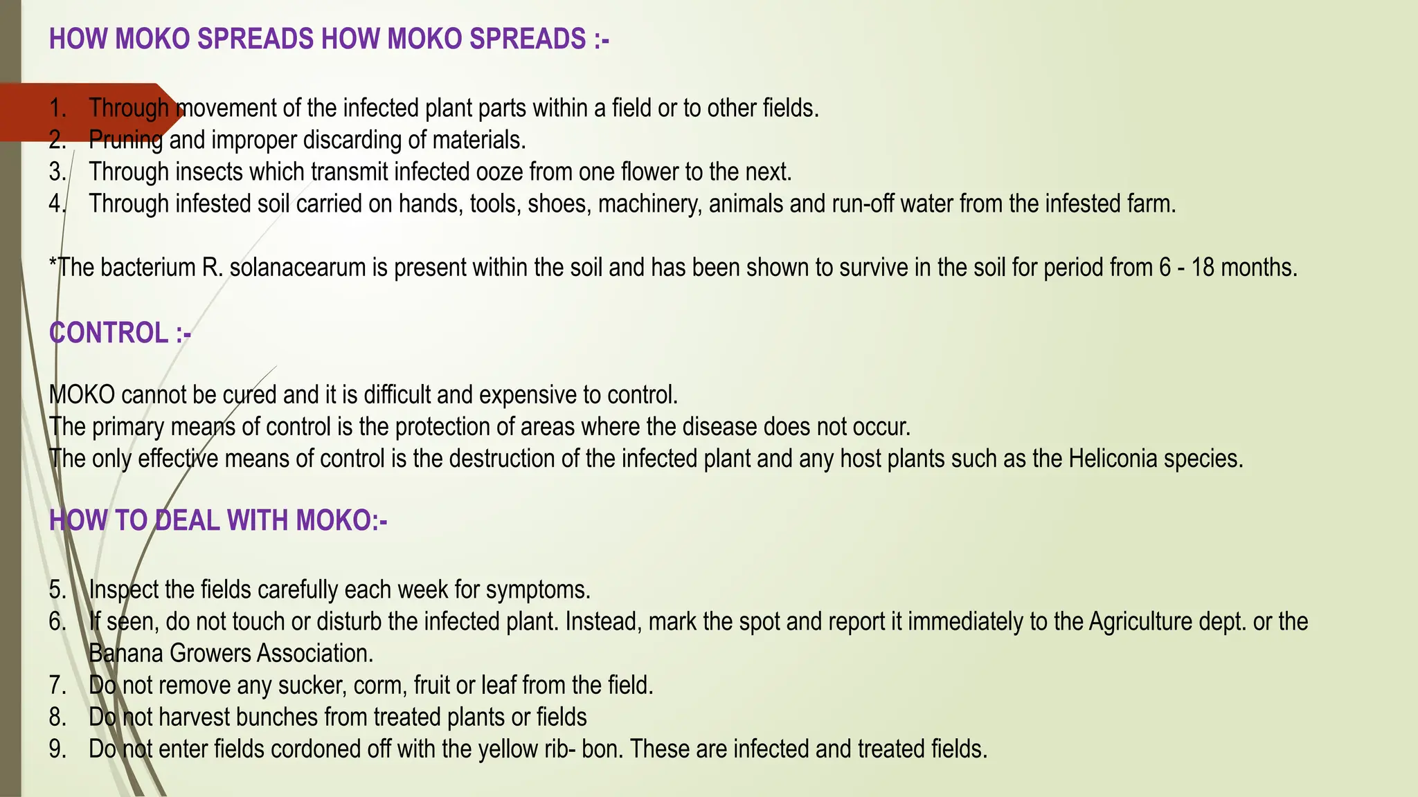 Severe disease of Banana {Moko Disease} observed in India. | PPTX