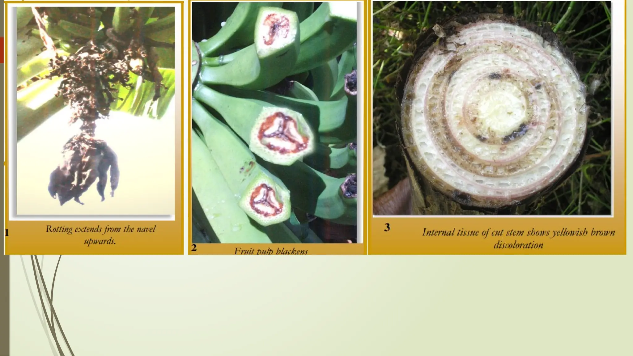Severe disease of Banana {Moko Disease} observed in India. | PPTX