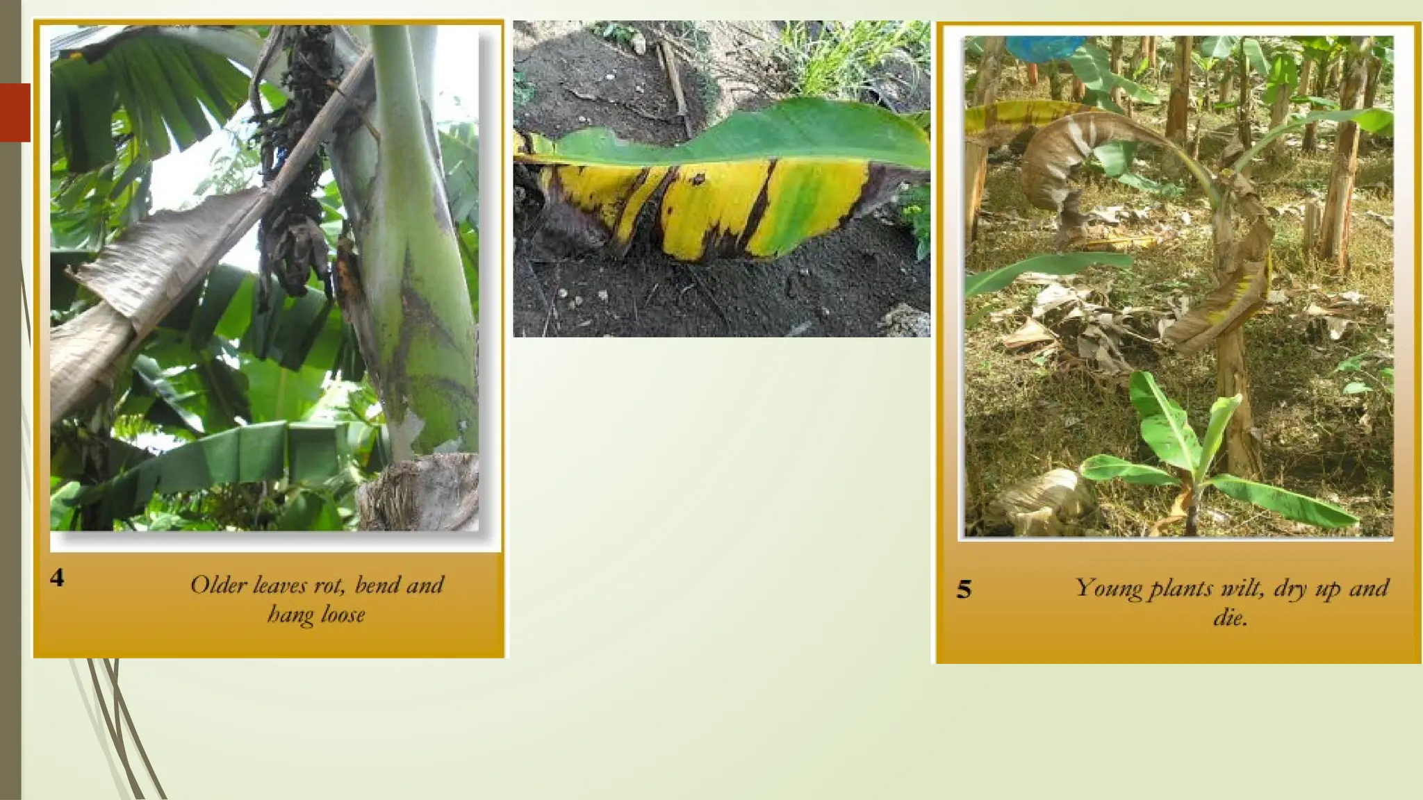 Severe disease of Banana {Moko Disease} observed in India. | PPTX