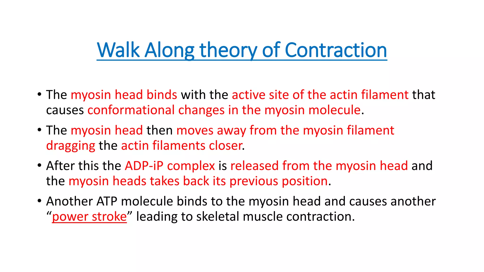 Molecular basis of Skeletal Muscle Contraction | PPTX