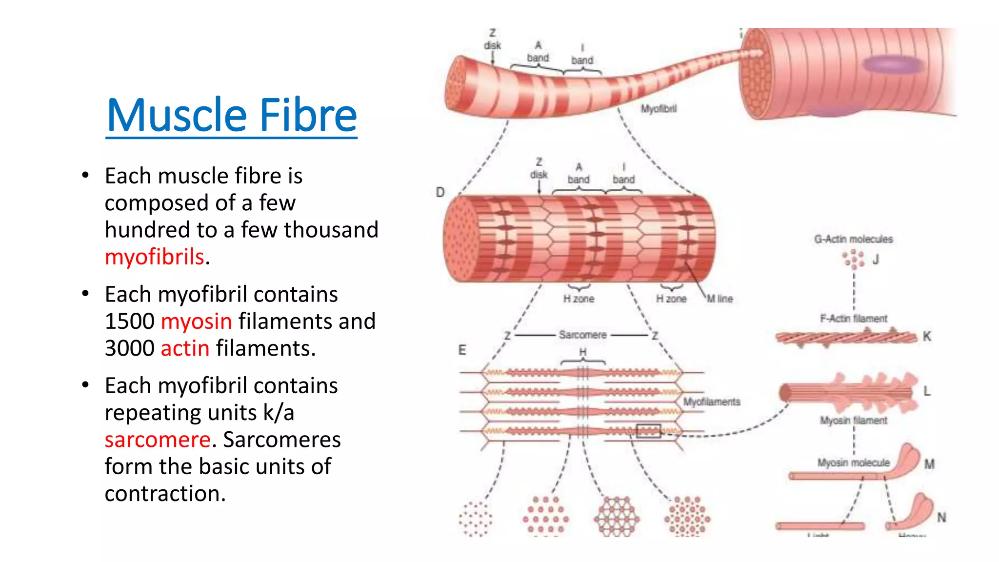 Molecular basis of Skeletal Muscle Contraction | PPTX