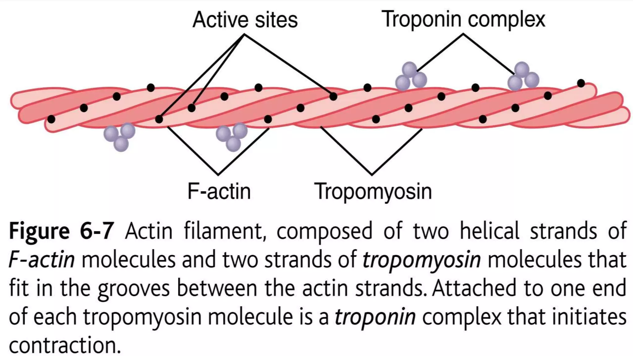 Molecular basis of Skeletal Muscle Contraction | PPTX