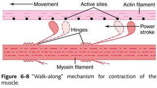 Molecular basis of Skeletal Muscle Contraction | PPTX