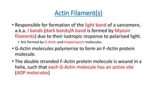 Molecular basis of Skeletal Muscle Contraction | PPTX
