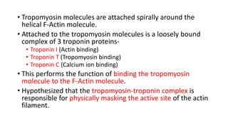 Molecular basis of Skeletal Muscle Contraction | PPTX