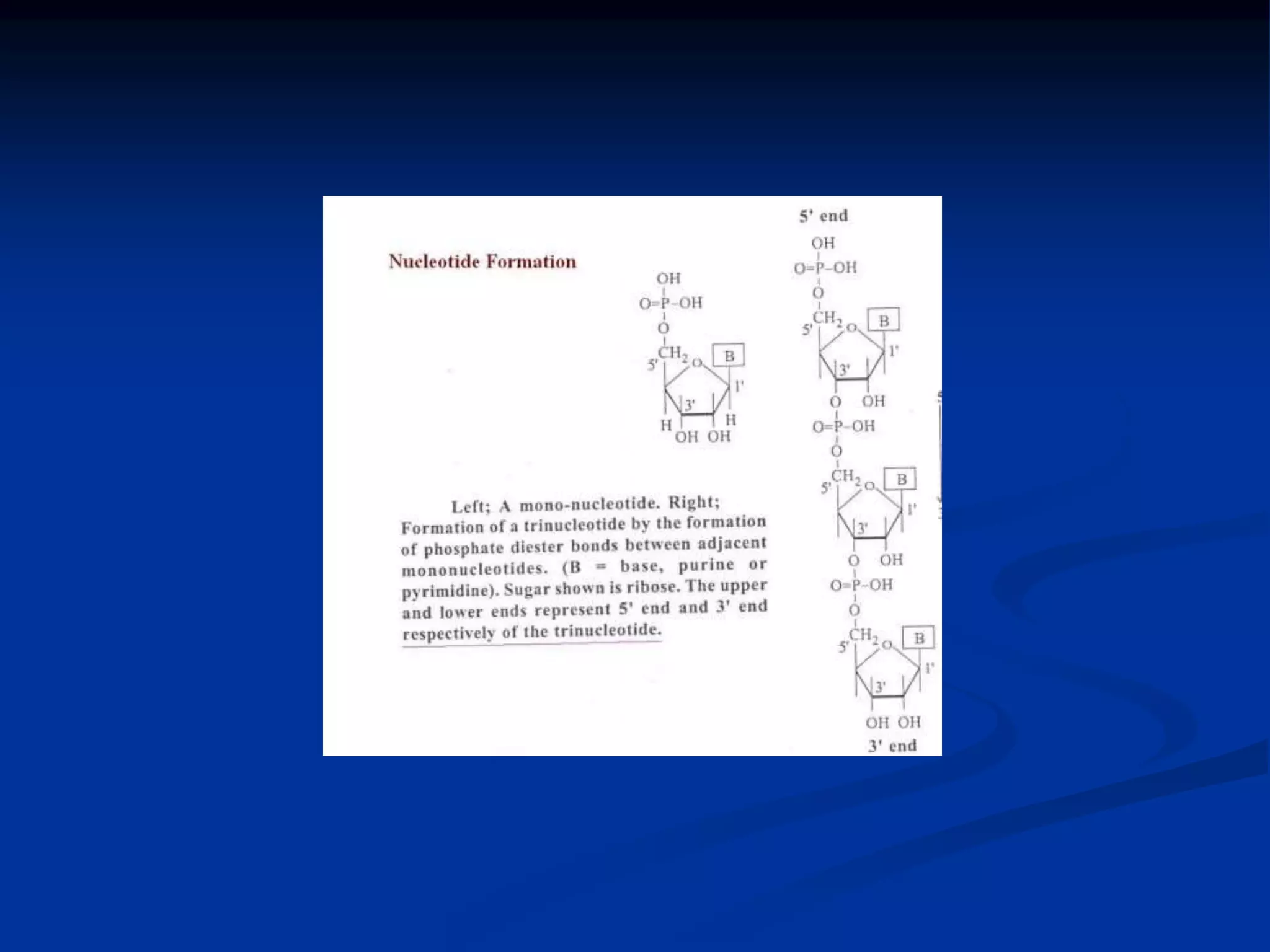 Mol. Biology + Nucleotide metabolism.ppt
