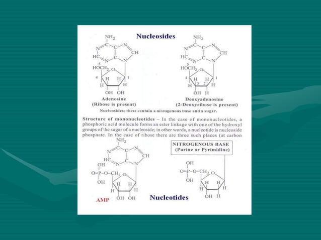 Mol. Biology + Nucleotide metabolism.ppt