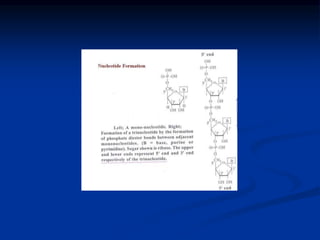 Mol. Biology + Nucleotide metabolism.ppt
