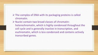 Chromosome structure. Classification of human chromosome. Telomere ...