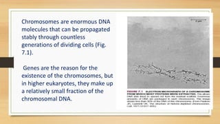 Chromosome structure. Classification of human chromosome. Telomere ...
