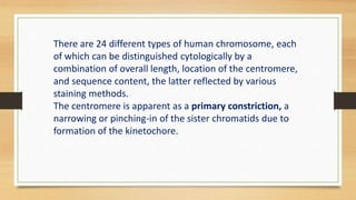 Chromosome structure. Classification of human chromosome. Telomere ...
