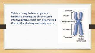 Chromosome structure. Classification of human chromosome. Telomere ...