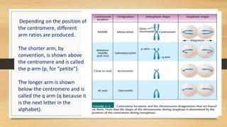 Chromosome structure. Classification of human chromosome. Telomere ...