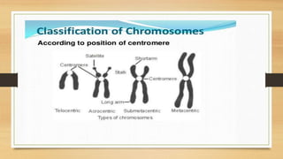 Chromosome structure. Classification of human chromosome. Telomere ...