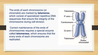 Chromosome structure. Classification of human chromosome. Telomere ...