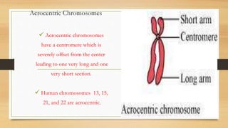 Chromosome structure. Classification of human chromosome. Telomere ...