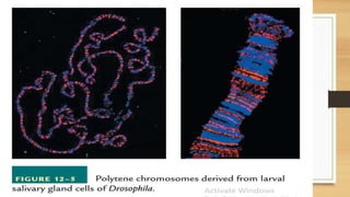 Chromosome structure. Classification of human chromosome. Telomere ...