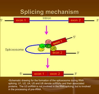 Mol genet-8. transkripsi2 | PPT