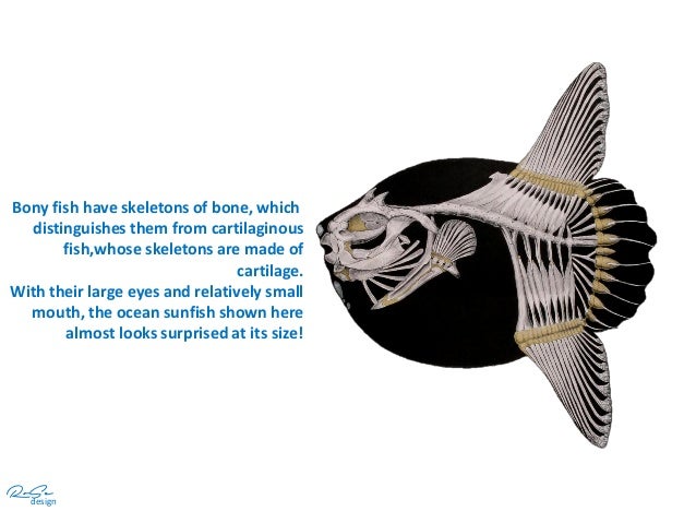 Mola-mola, the Sun in Blue Depth