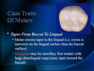 Permanent teeth molars of the human teeth | PPTX