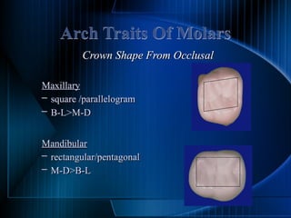 Permanent teeth molars of the human teeth | PPTX