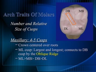 Permanent teeth molars of the human teeth | PPTX