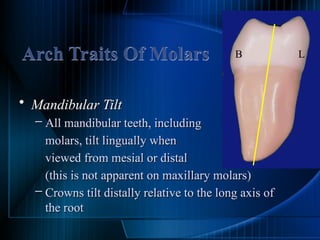 Permanent teeth molars of the human teeth | PPTX