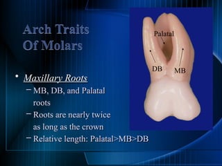 Permanent teeth molars of the human teeth | PPTX