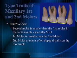 Permanent teeth molars of the human teeth | PPTX