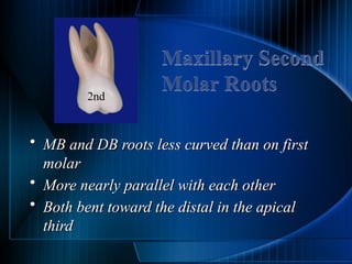 Permanent teeth molars of the human teeth | PPTX