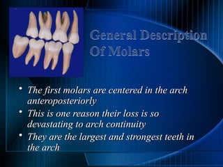 Permanent teeth molars of the human teeth | PPTX