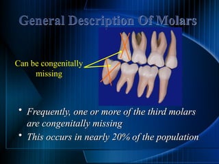 Permanent teeth molars of the human teeth | PPTX