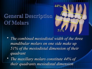 Permanent teeth molars of the human teeth | PPTX