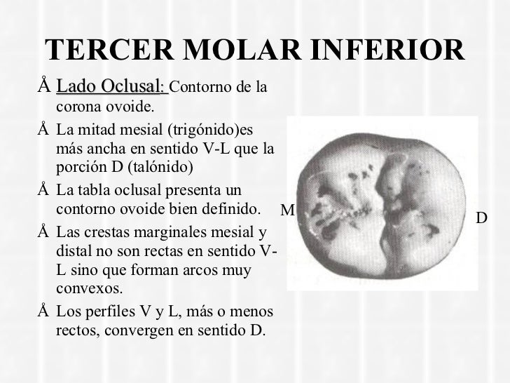 Molares Inferiores