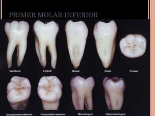 Molares inferiores | PPT
