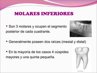 Molares Inferiores... dientes anatomia dental | PPT