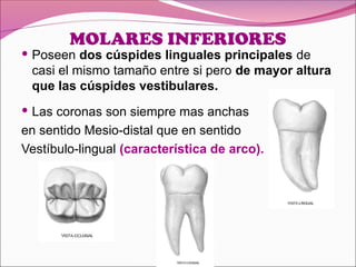Molares Inferiores... dientes anatomia dental | PPT