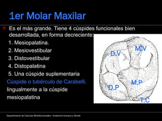 Molares Superiores anatomia dental humana | PPT
